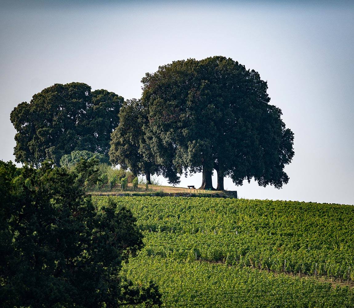 Les chênes de Macquin - Château Pavie Macquin