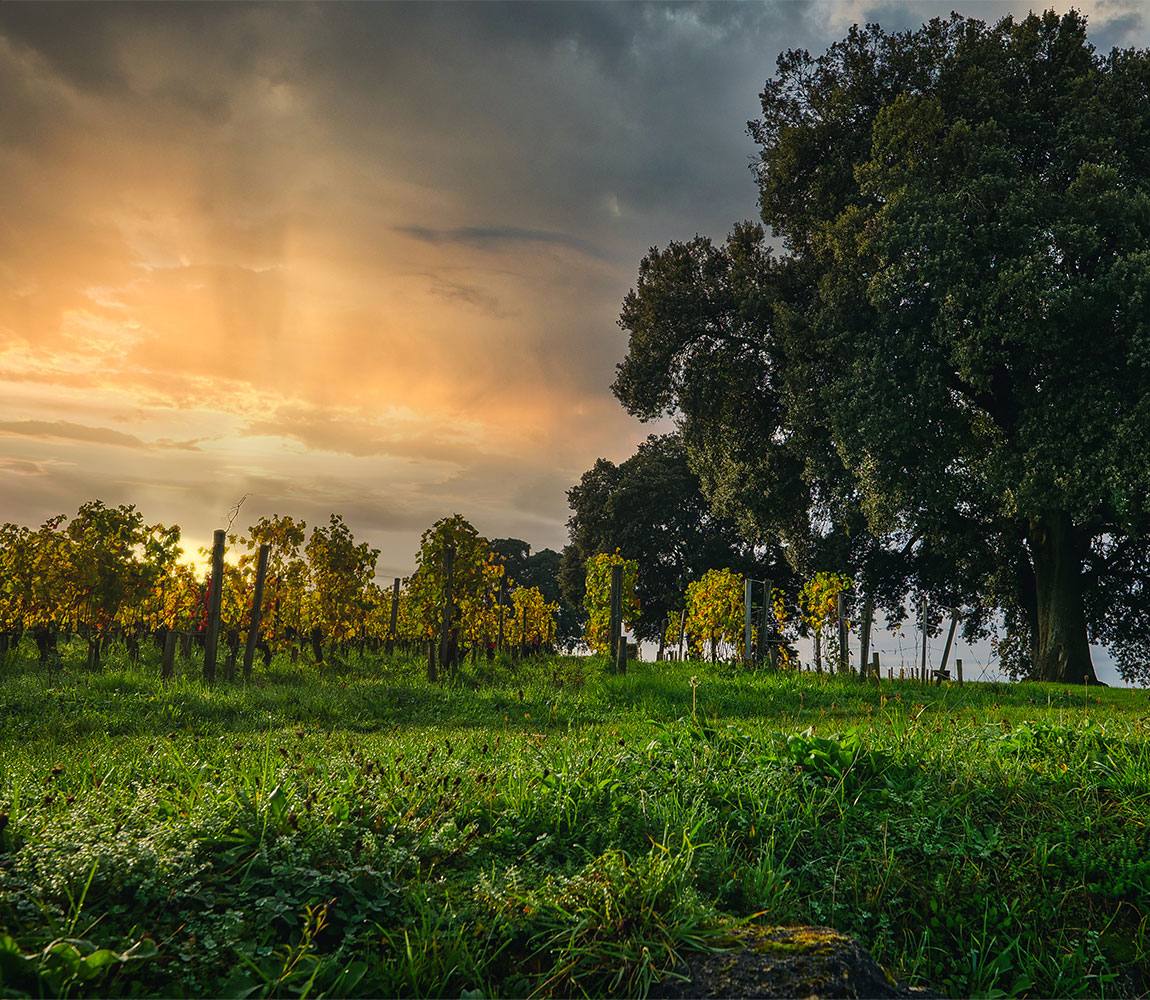 Les chênes de Macquin - Château Pavie Macquin