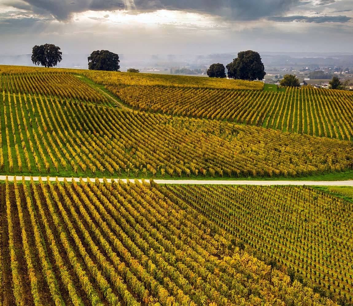 Les chênes de Macquin - Château Pavie Macquin