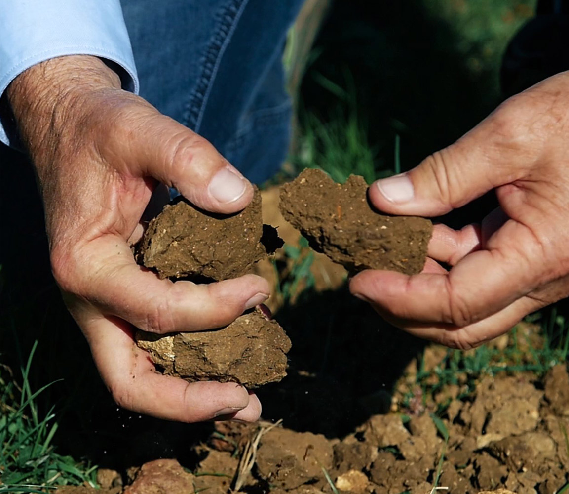 Les sols, tous argilo-calcaires - Château Pavie Macquin